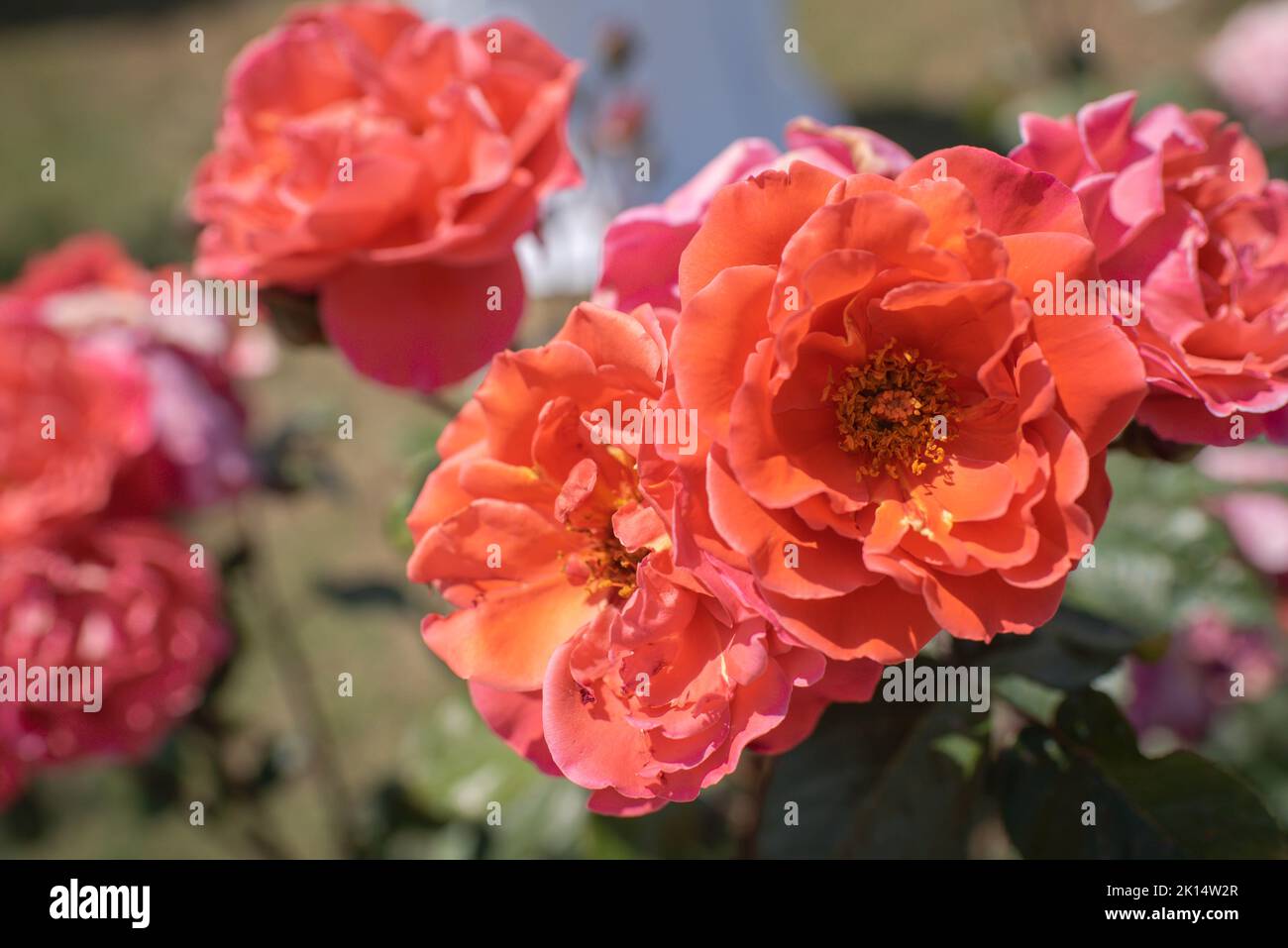 Alamy flowers hi-res stock photography and images - Alamy