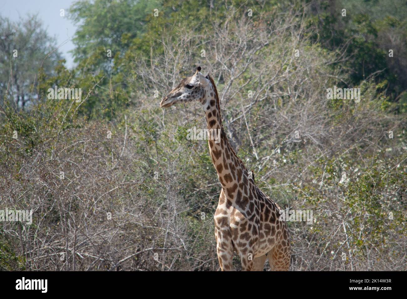 A close-up of a huge giraffe eating in the bush Stock Photo - Alamy