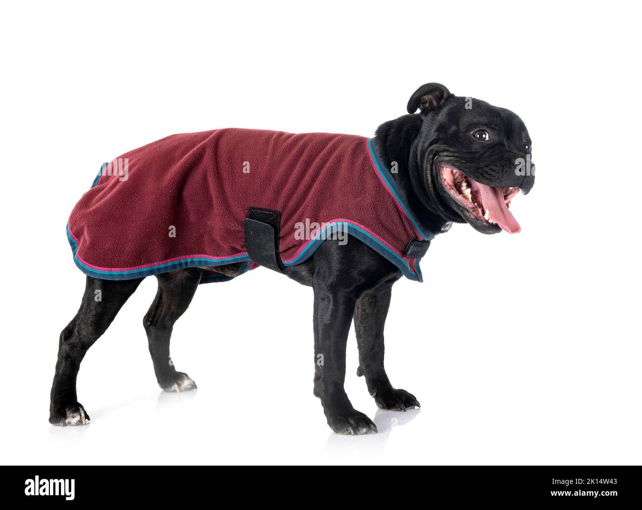staffordshire bull terrier in front of white background Stock Photo - Alamy