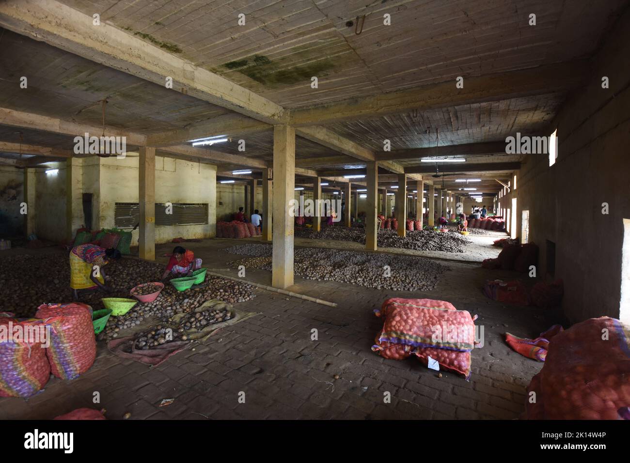 Potato drying and segregation area of a cold storage. West Bengal ...