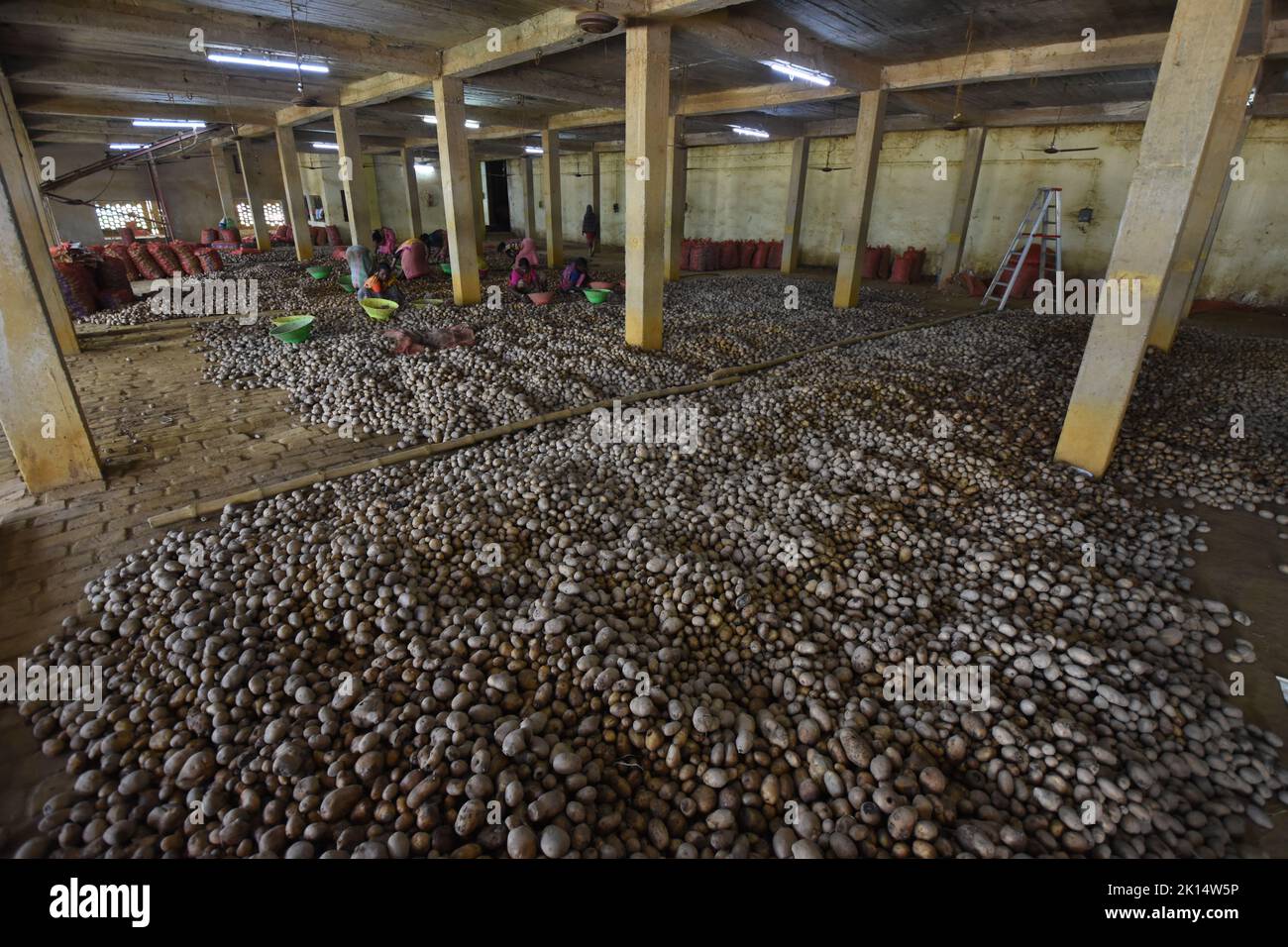 Potato drying and segregation area of a cold storage. West Bengal ...