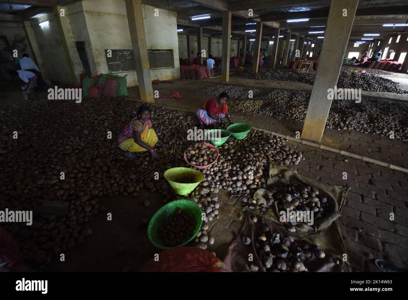 Potato drying and segregation area of a cold storage. West Bengal ...