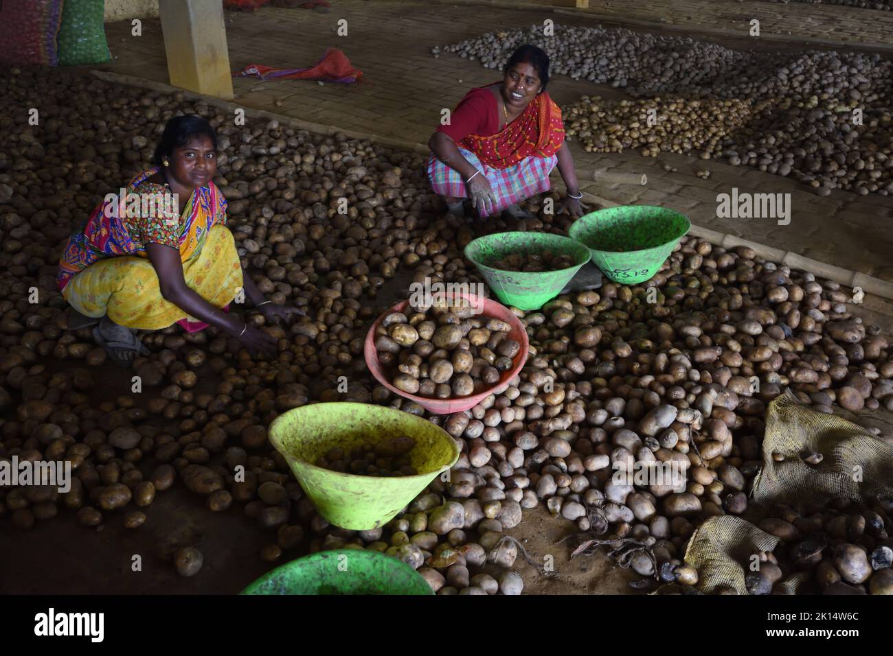 Potato drying and segregation area of a cold storage. West Bengal ...