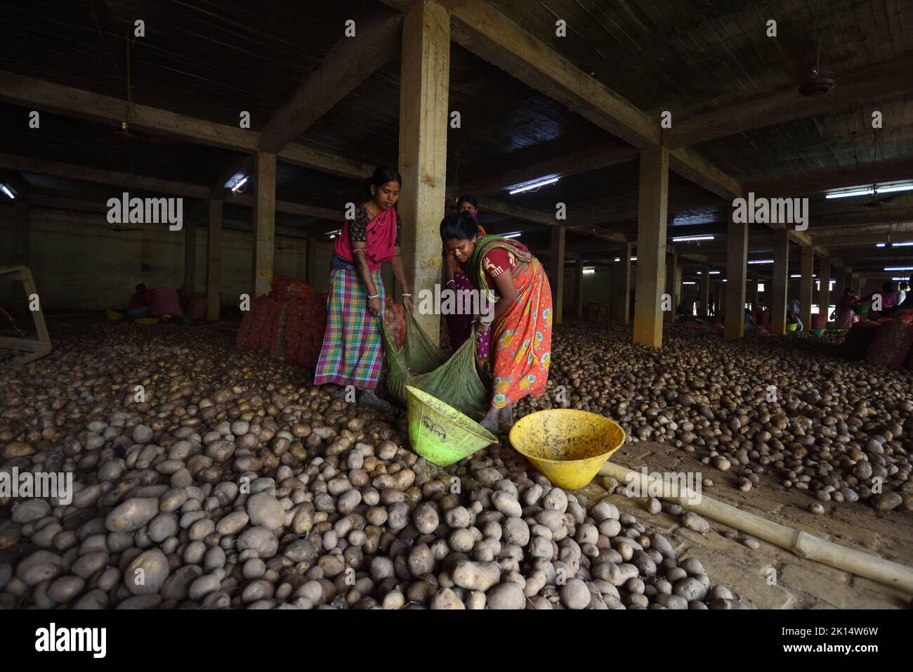 Potato drying and segregation area of a cold storage. West Bengal ...