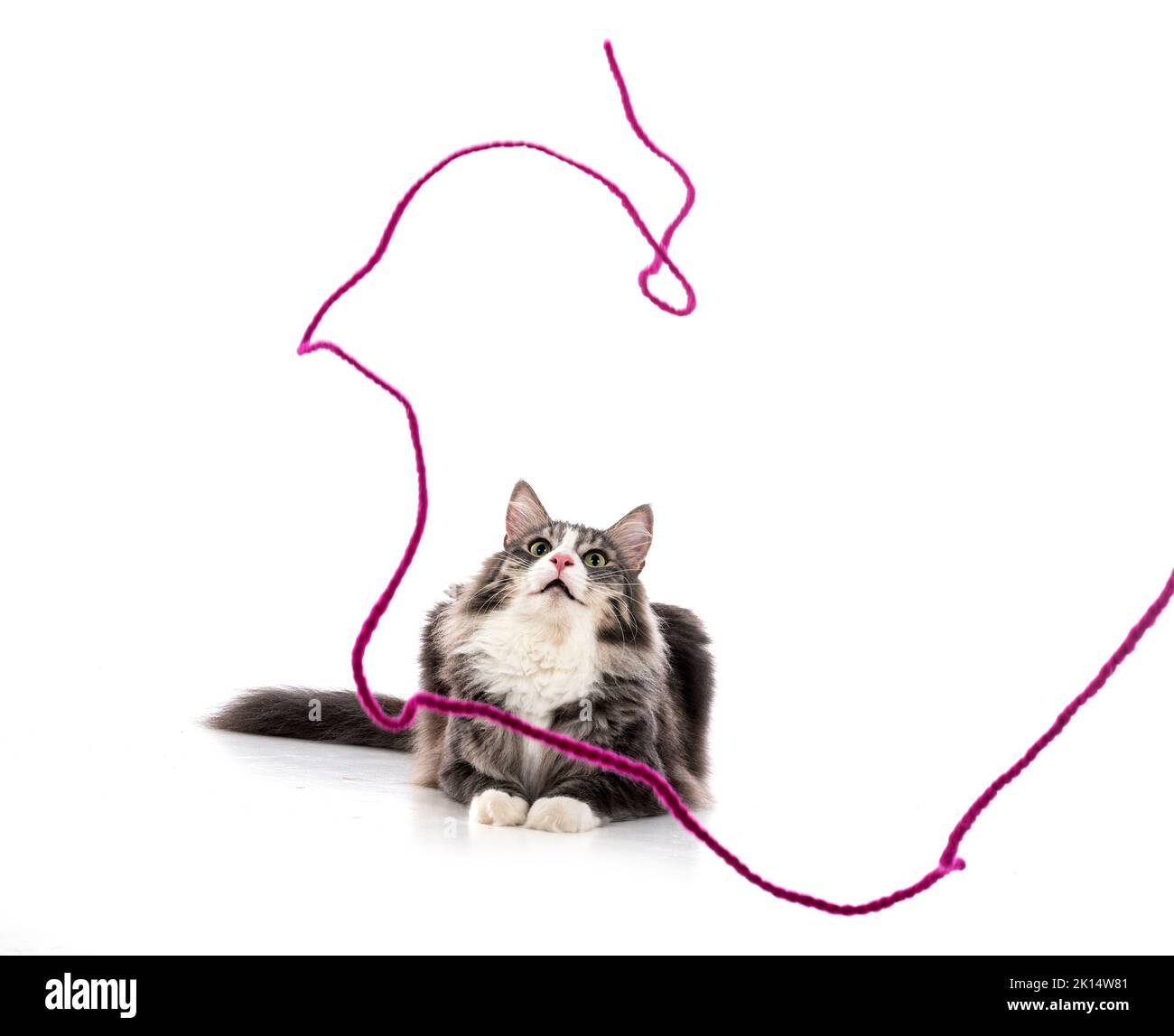 Norwegian Forest cat in front of white background Stock Photo - Alamy