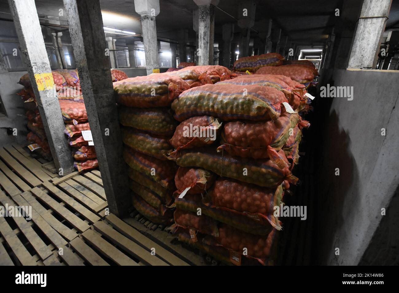 Potatoes are preserved in a refrigerated area of a potato cold storage ...