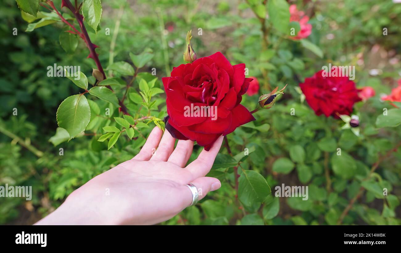 A woman's hand gently touches a red rose on a flower bed Stock Photo ...
