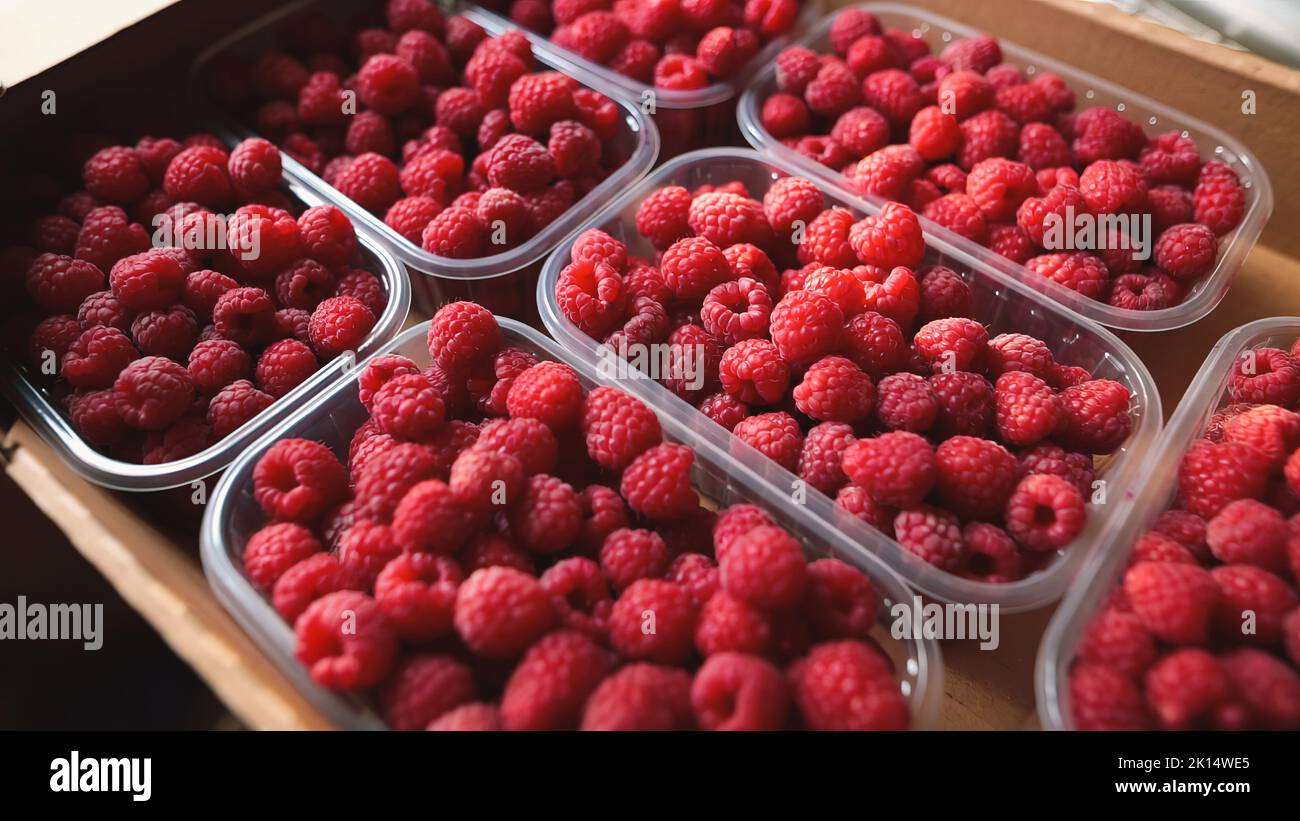 Juicy organic raspberries in plastic boxes inside a box Stock Photo - Alamy
