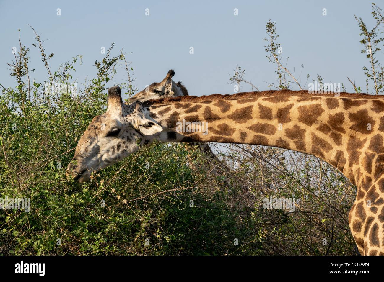 A close-up of a huge giraffe eating in the bush Stock Photo - Alamy