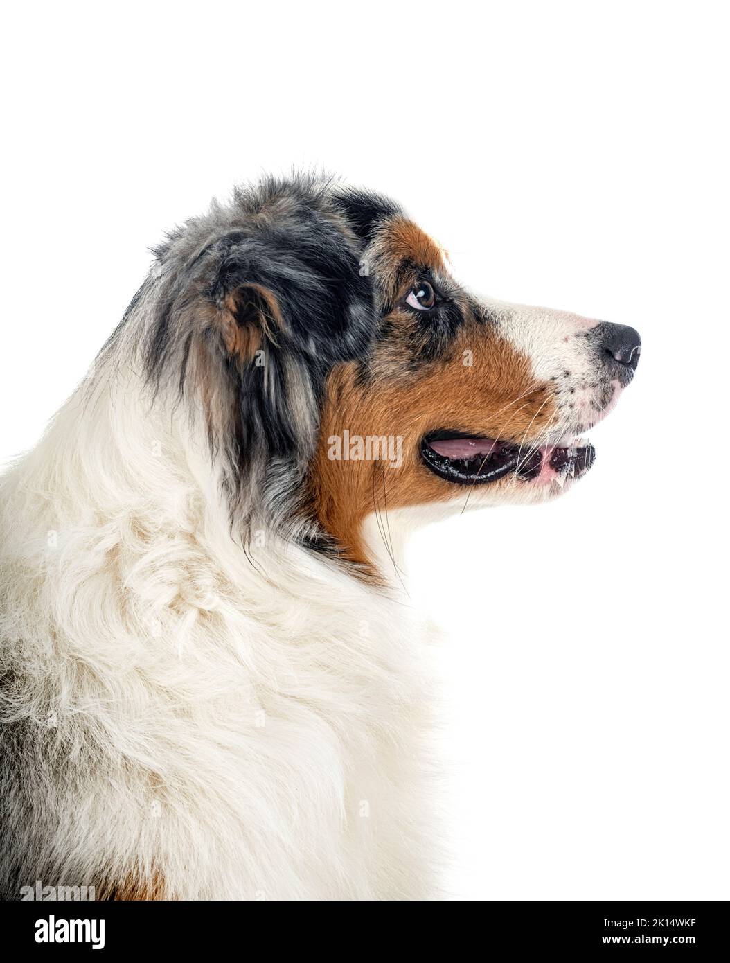 australian shepherd in front of white background Stock Photo - Alamy