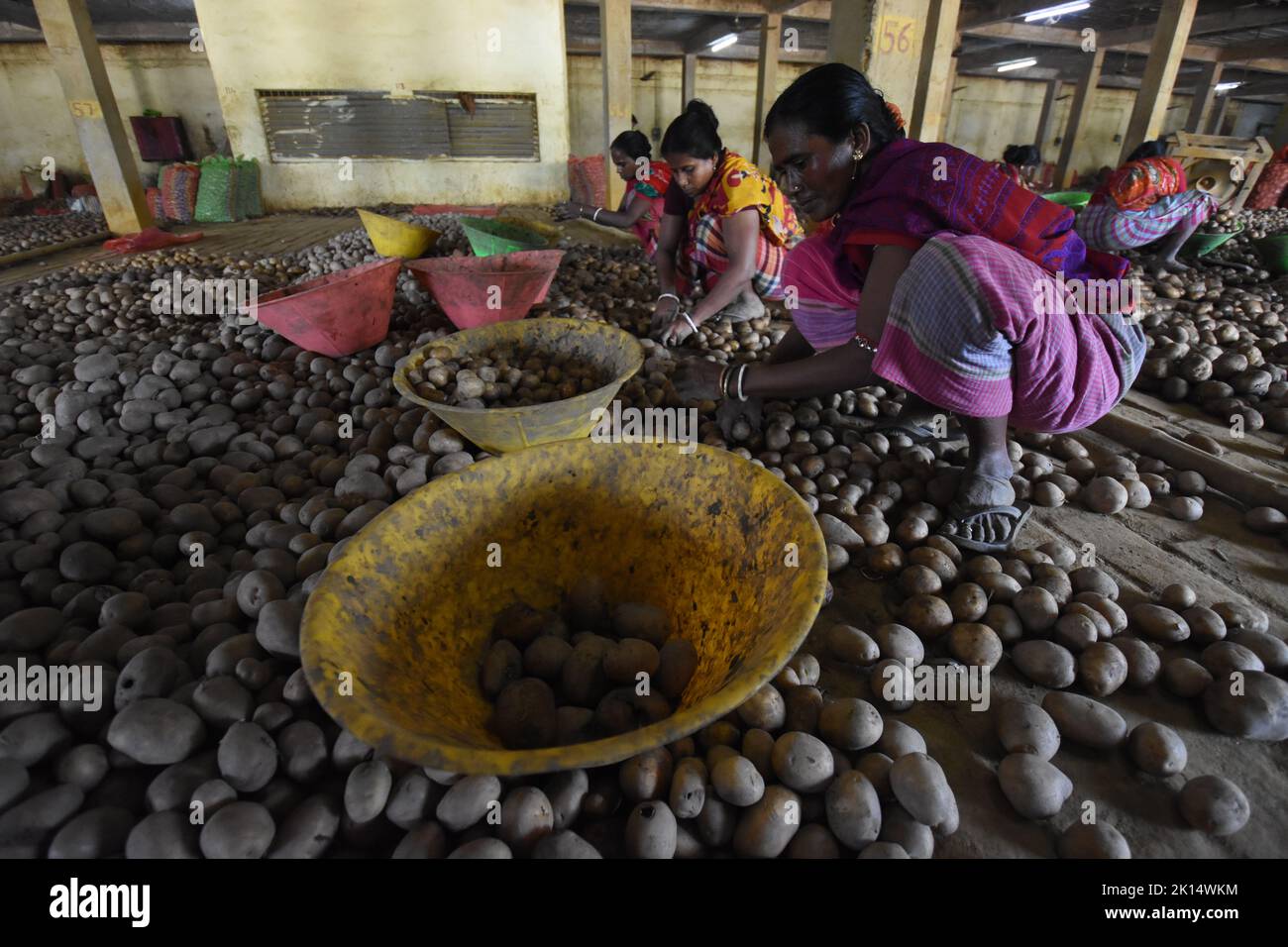 Potato drying and segregation area of a cold storage. West Bengal ...