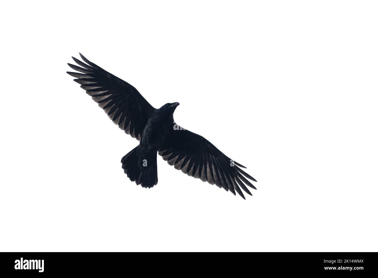 Raven Flying Away