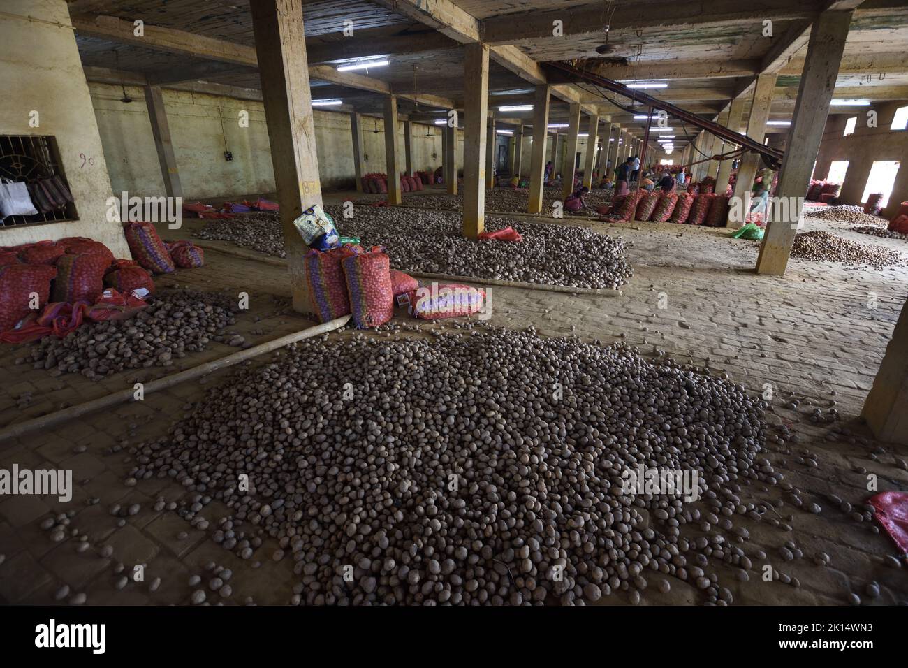 Potato drying and segregation area of a cold storage. West Bengal ...