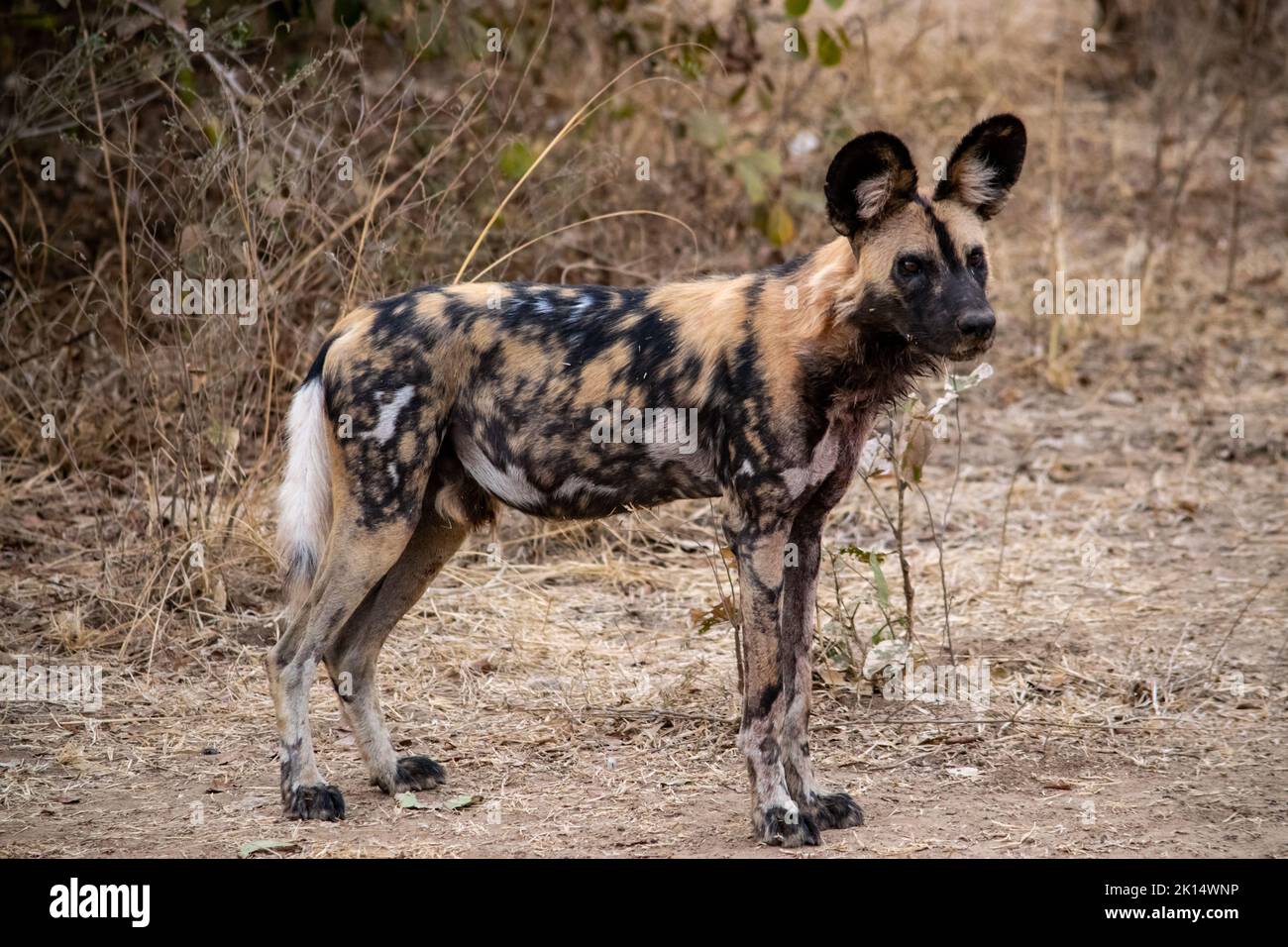 A close-up of a beautiful wild dog in the savannah Stock Photo - Alamy