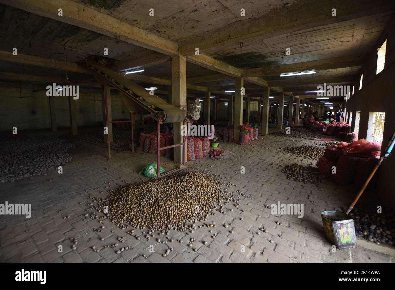 Potato drying and segregation area of a cold storage. West Bengal ...