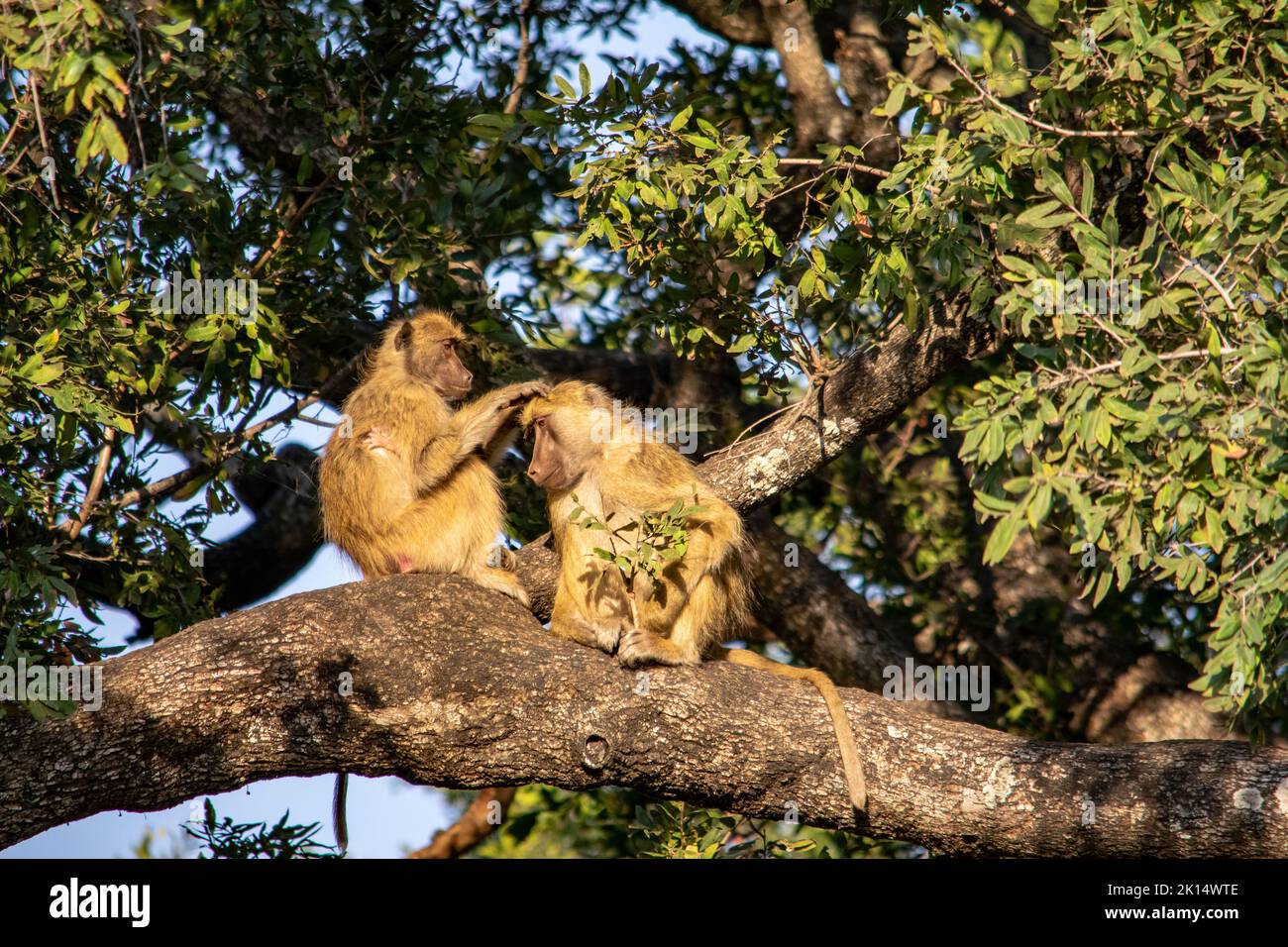 A close-up of a group of baboos grooming on a tree Stock Photo - Alamy