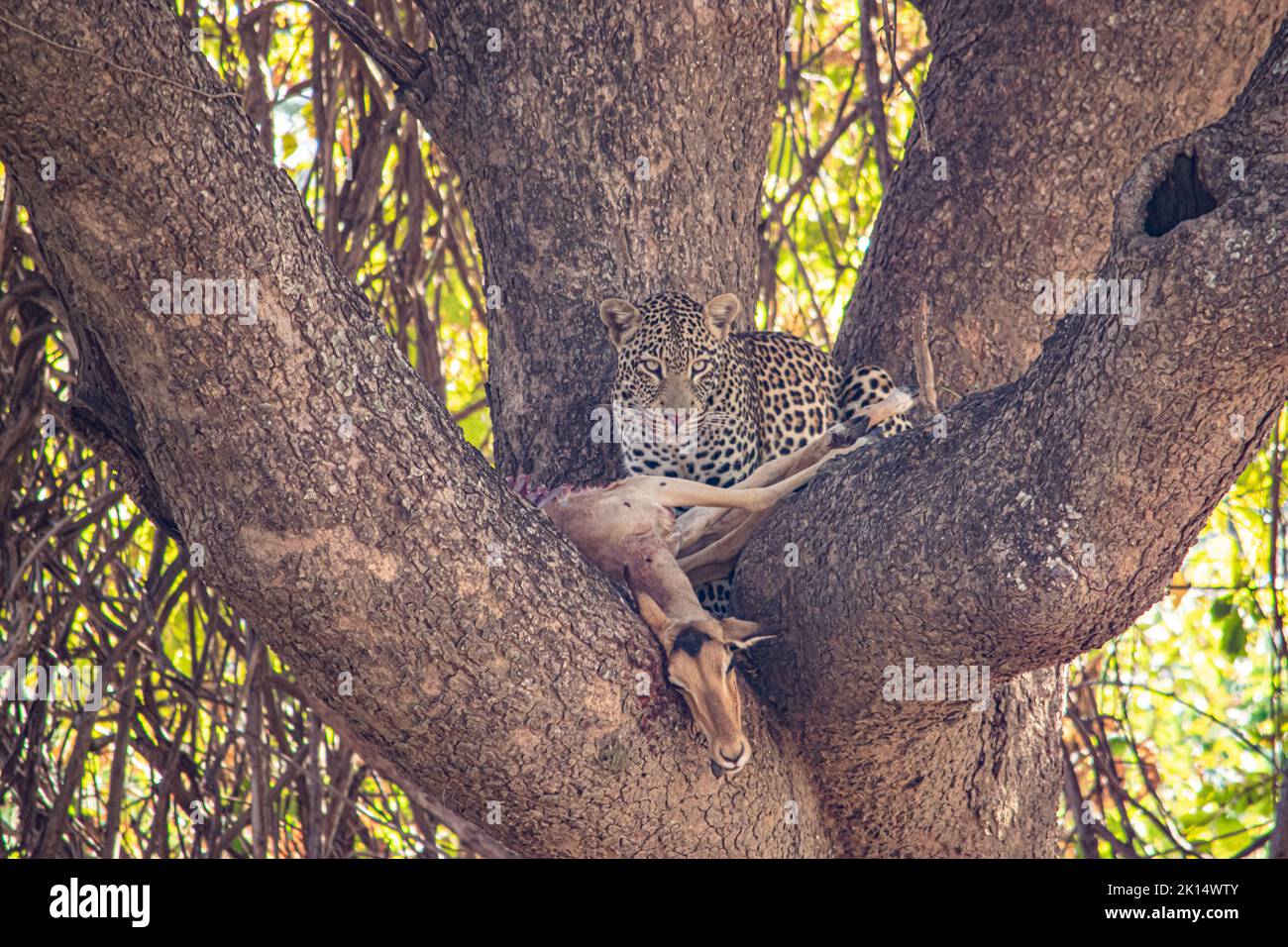 A close-up of a leopard eating an impala on a tree Stock Photo - Alamy