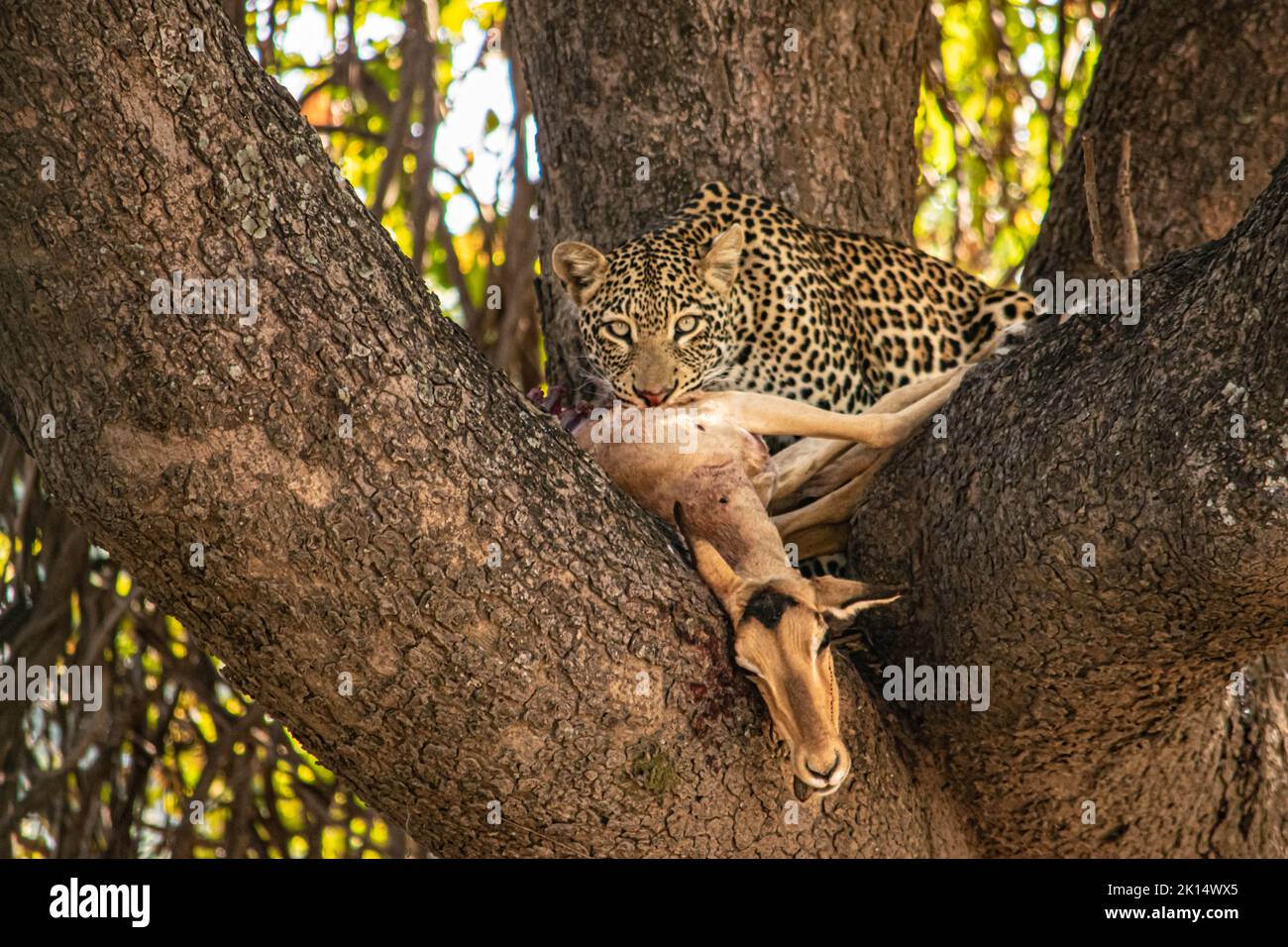 African leopard eating hi-res stock photography and images - Alamy