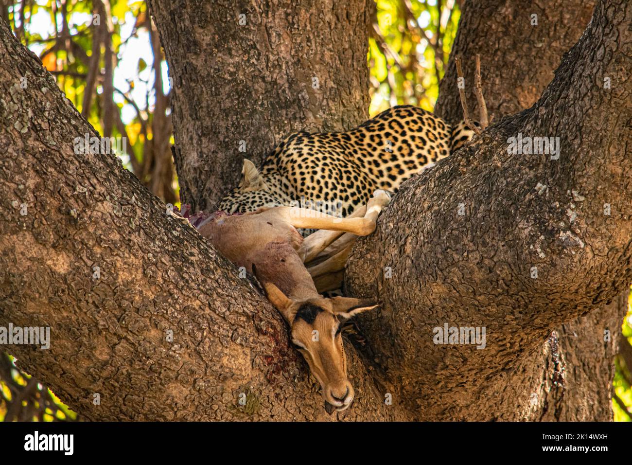 A close-up of a leopard eating an impala on a tree Stock Photo - Alamy