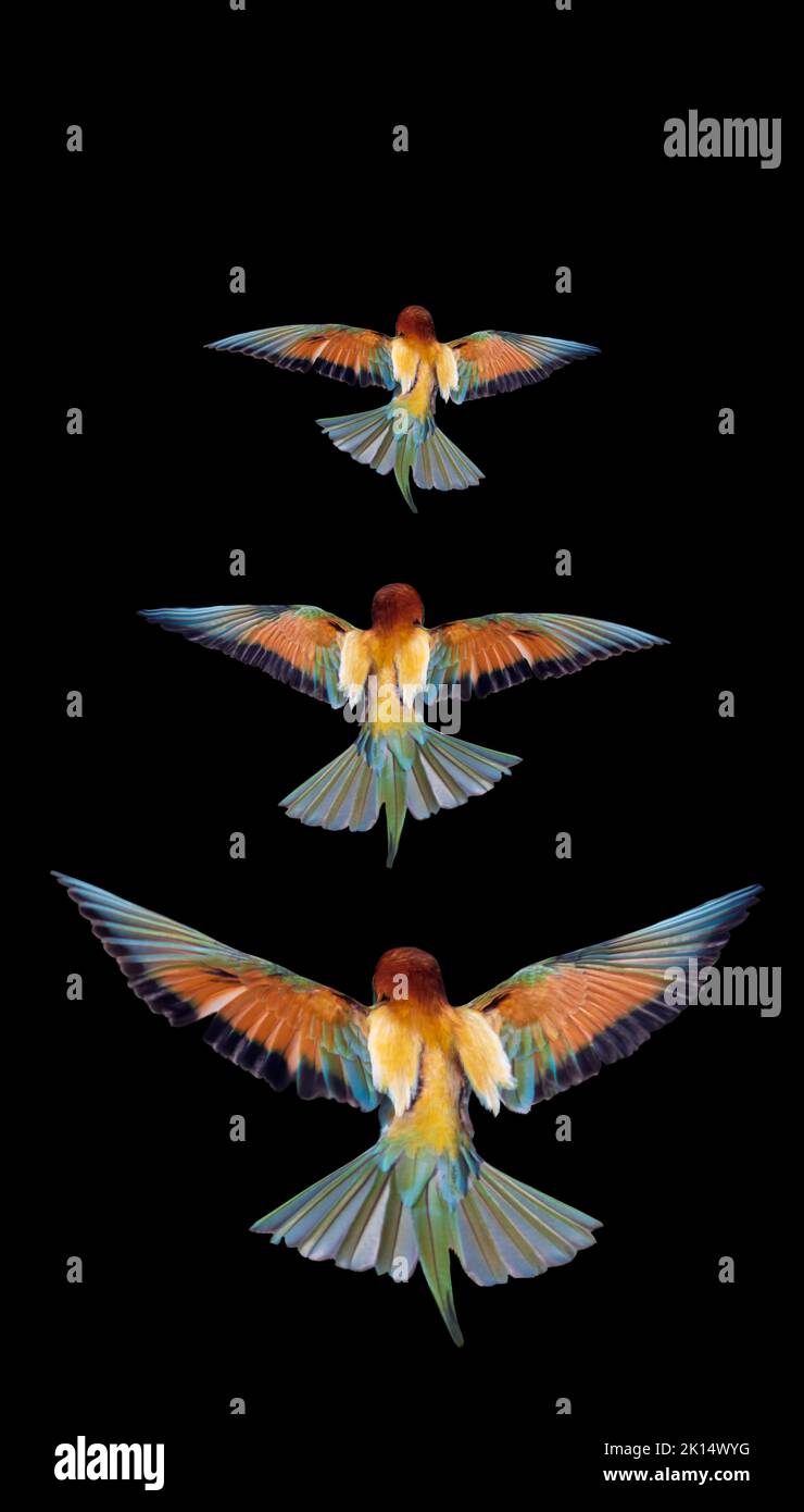 colorful birds flying up on black background Stock Photo - Alamy