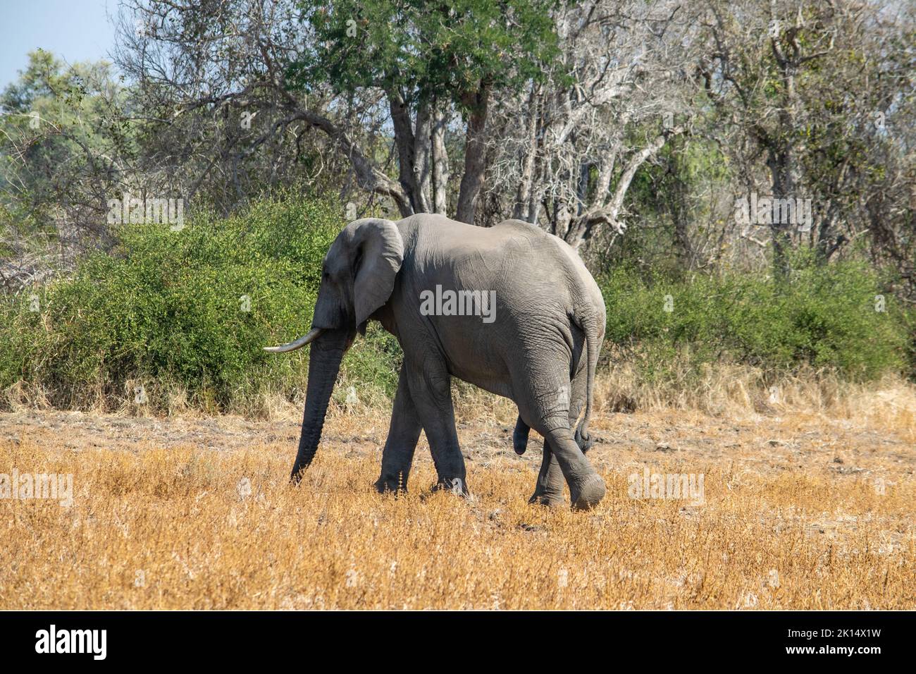 An amazing close up of a huge elephant moving in the bush Stock Photo ...