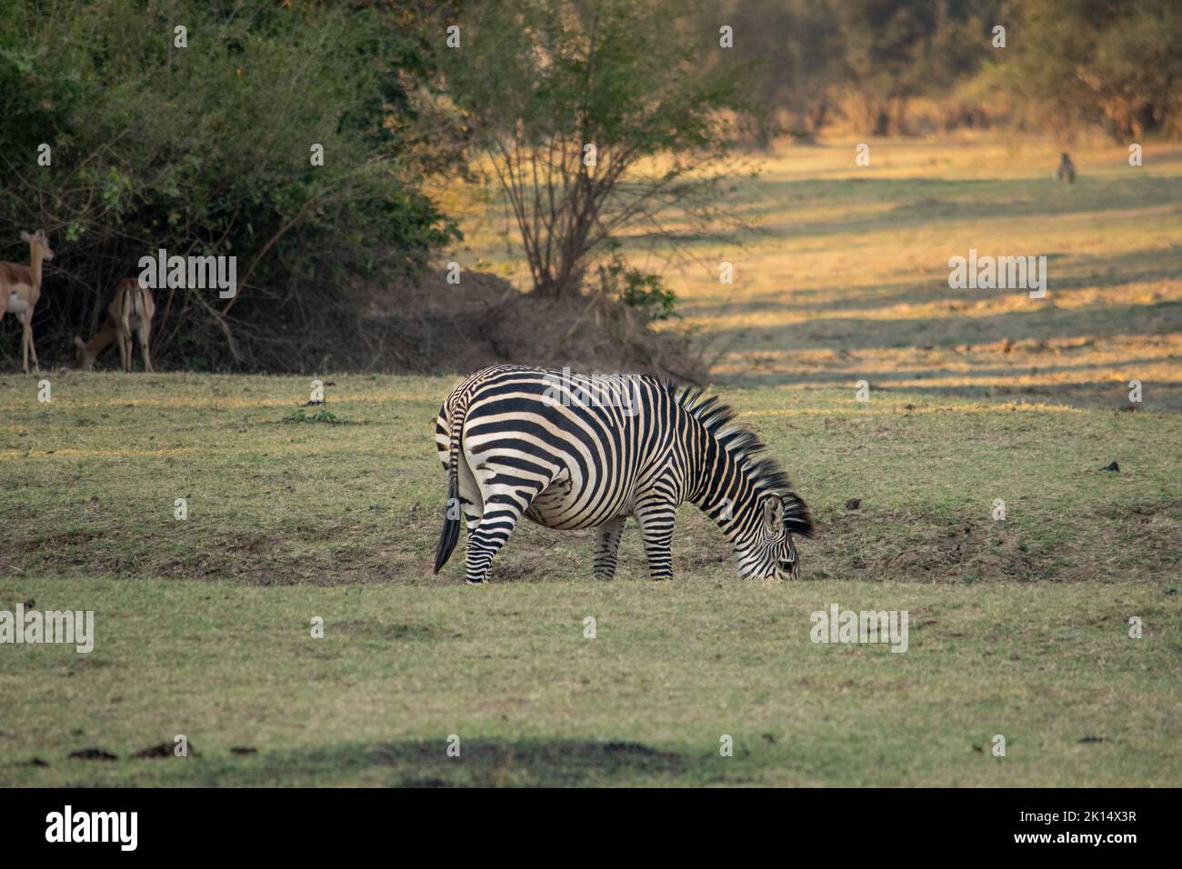 A close-up of a pregnant zebra eating in the savanna Stock Photo - Alamy