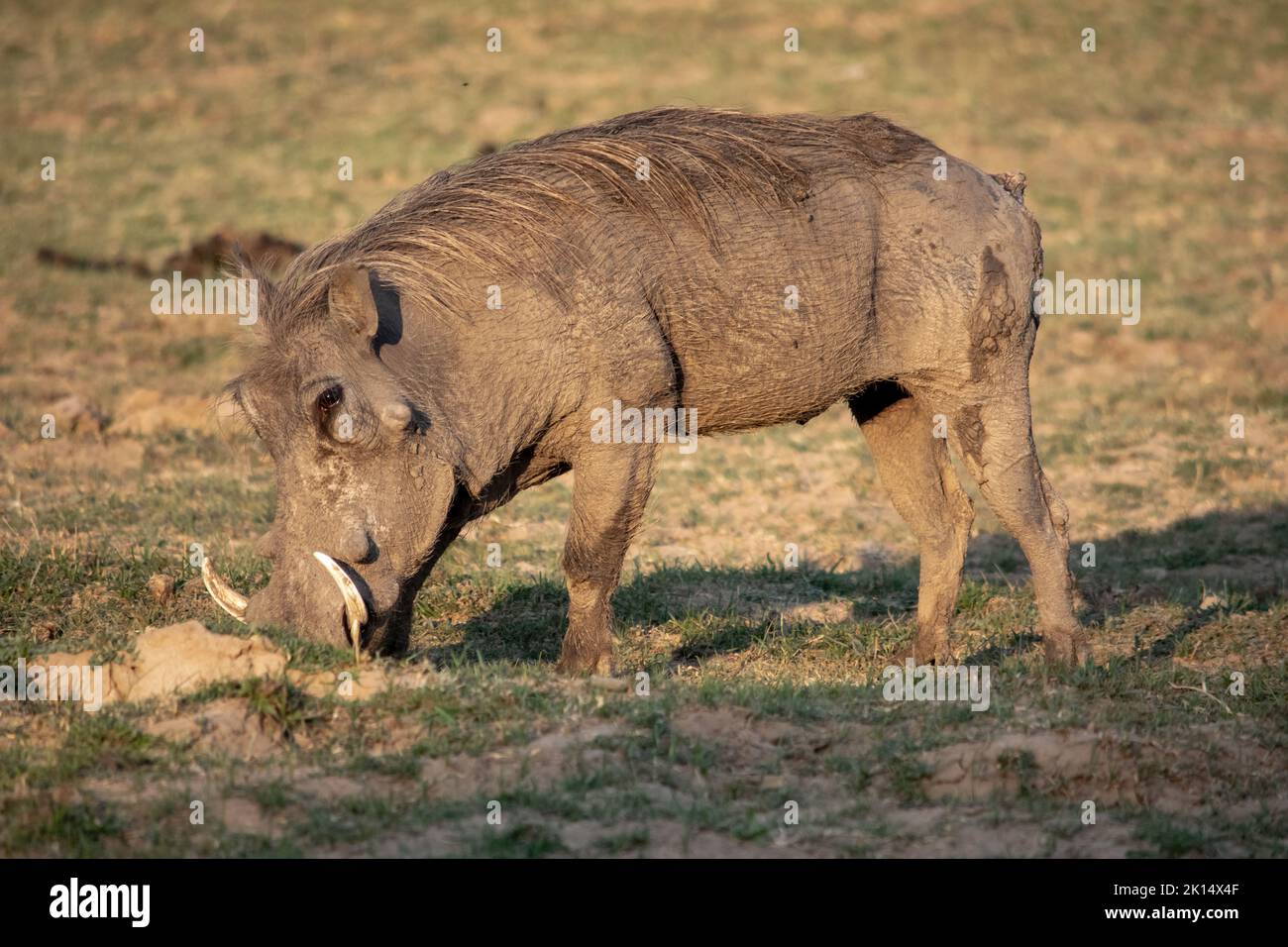 A close-up of a huge warthog eating in the savanna Stock Photo - Alamy
