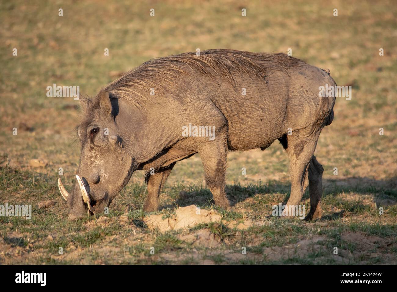 A close-up of a huge warthog eating in the savanna Stock Photo - Alamy