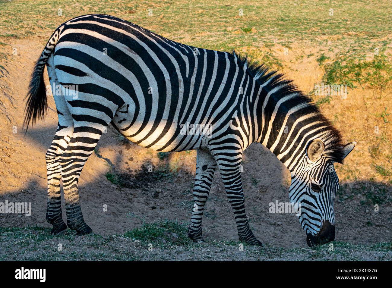 A close-up of a wonderful zebra eating in the savanna Stock Photo - Alamy