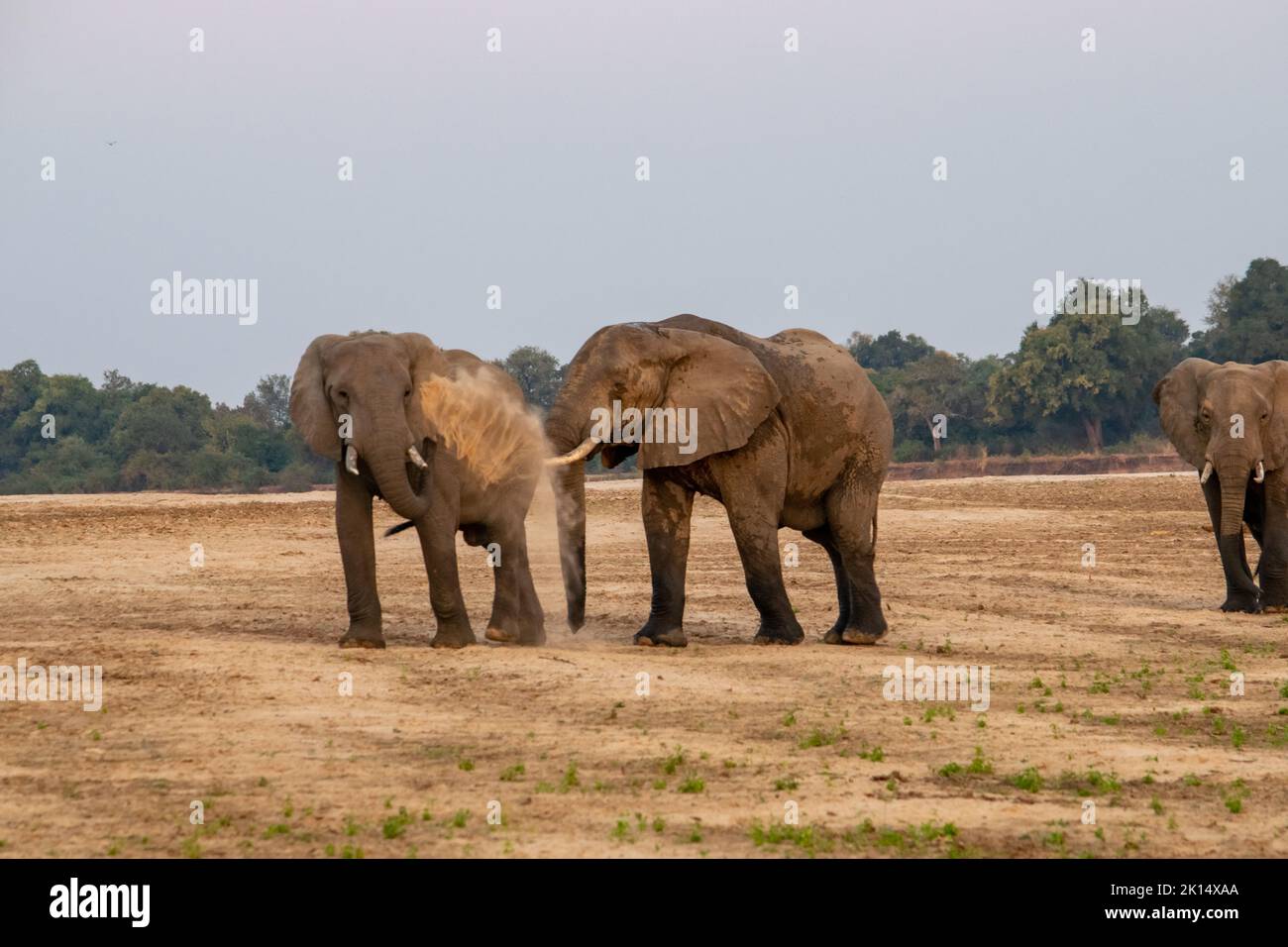 An amazing close up of huge elephants moving on the sandy banks of an ...