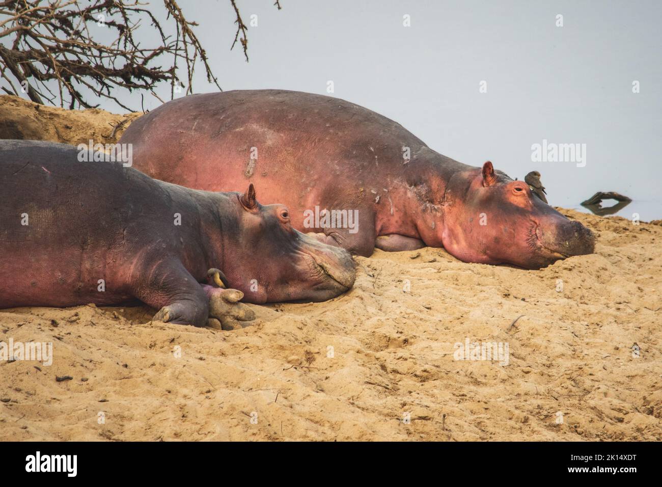 An amazing view of a group of hippos resting on the sandy banks of an ...