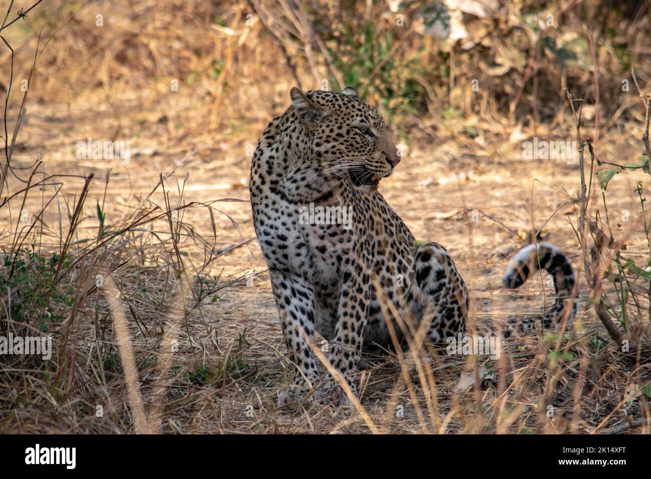 African leopard eating hi-res stock photography and images - Alamy