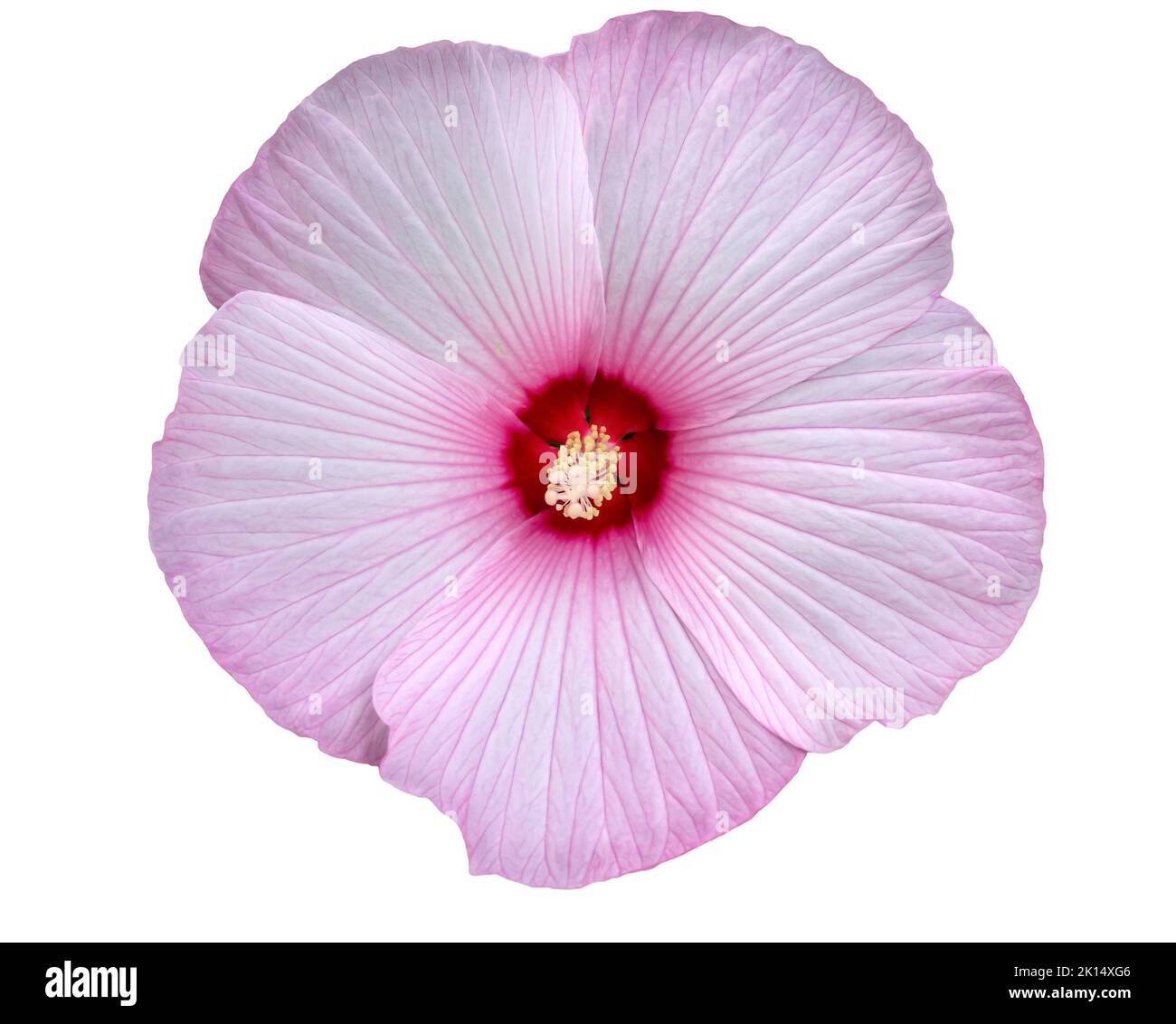 Hibiscus (Malvaceae, Hibiscus moscheutos, Hibiscus trionum) marsh pink ...