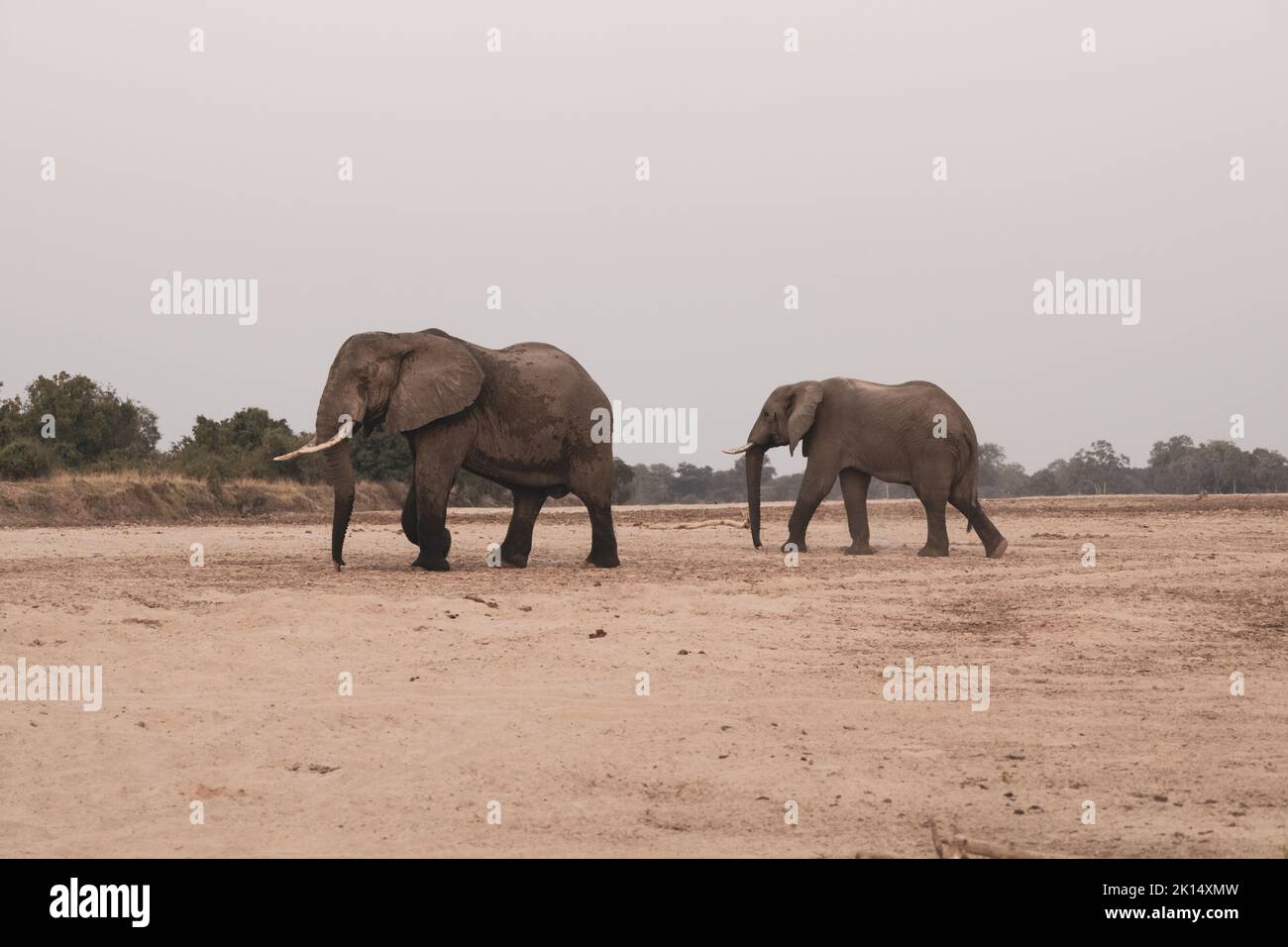 An amazing close up of huge elephants moving on the sandy banks of an ...