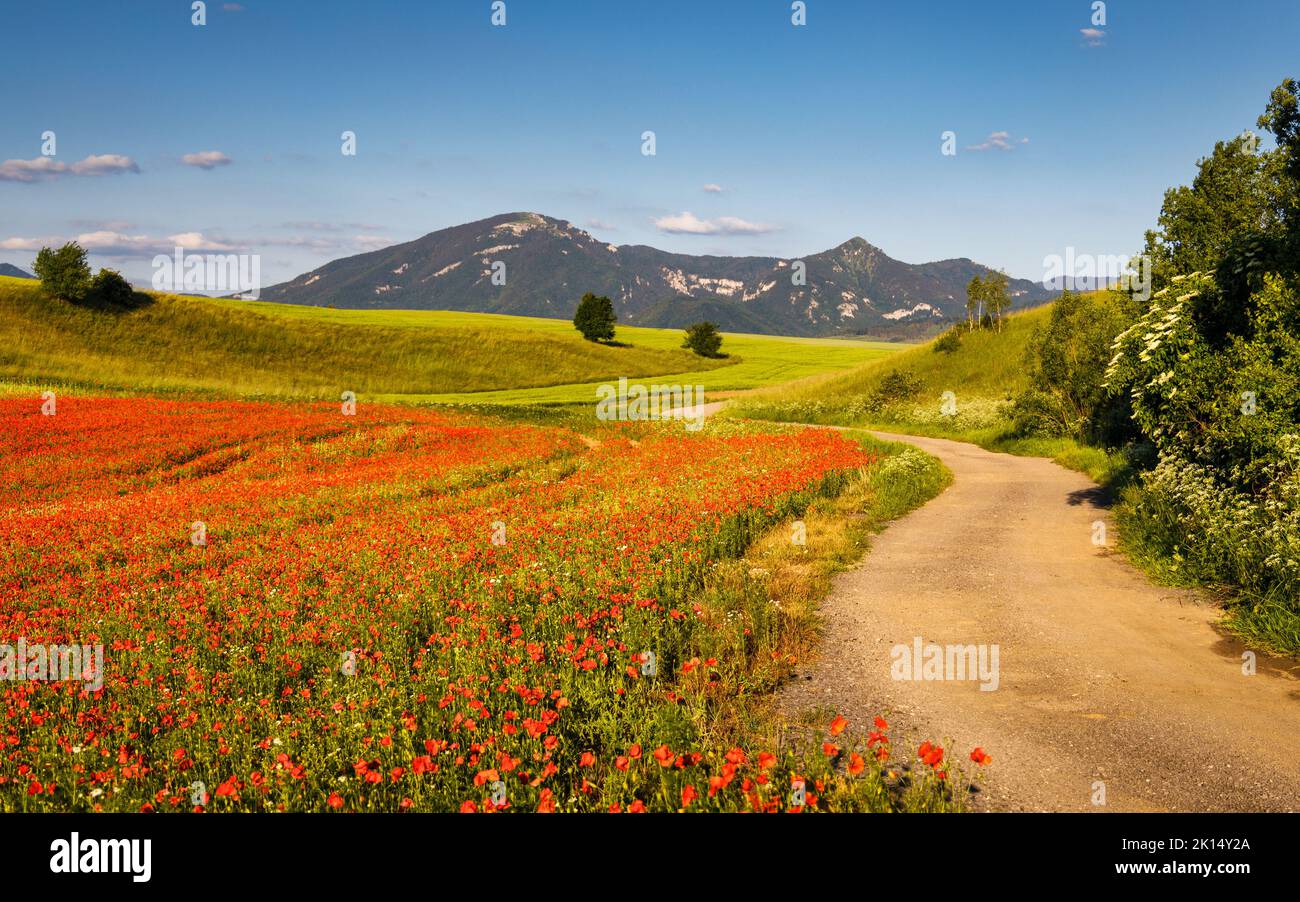 Sunny spring rural landscape, a field path along a poppy field. Turiec ...