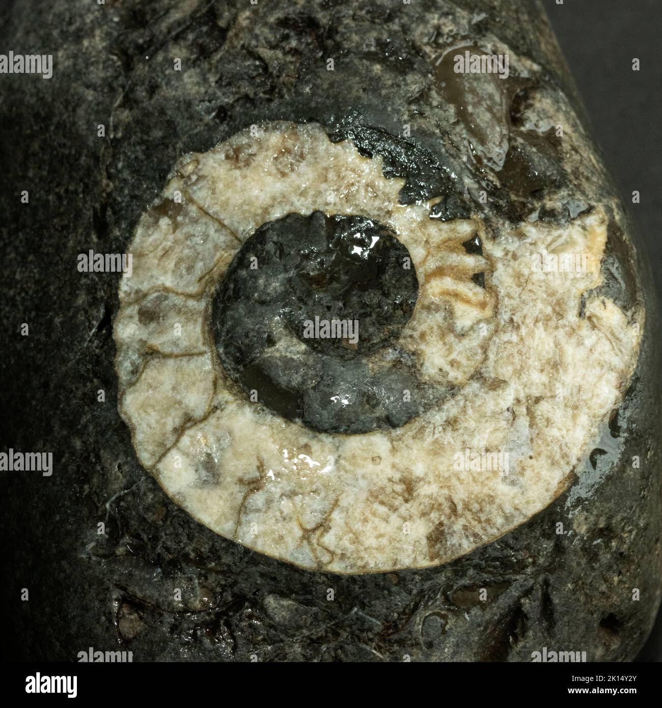 The fossil of a Jurassic Ammonite in a 'cannonball' from the Whitby ...