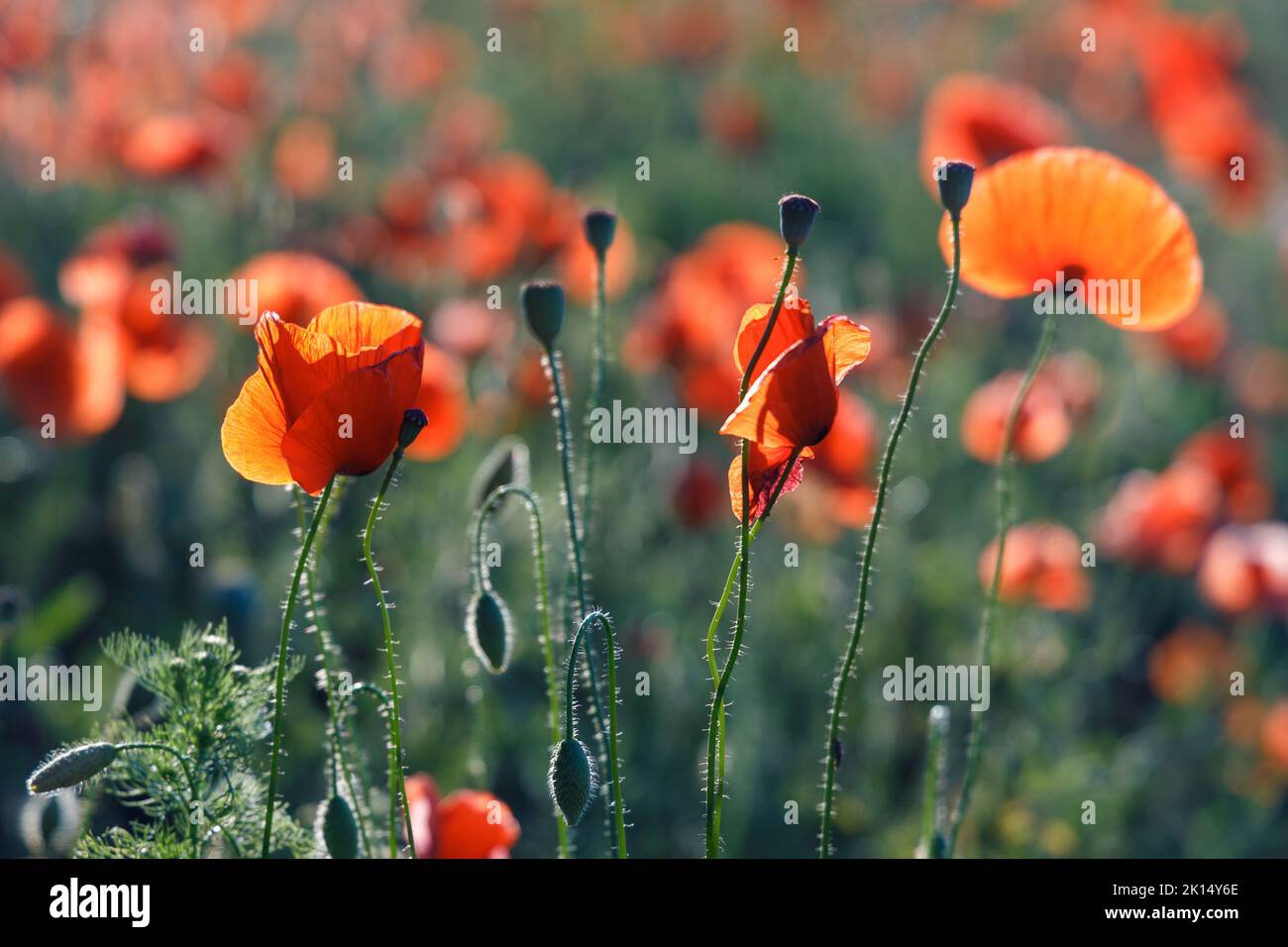Blooming red poppy flowers in backlight with blurred field background ...