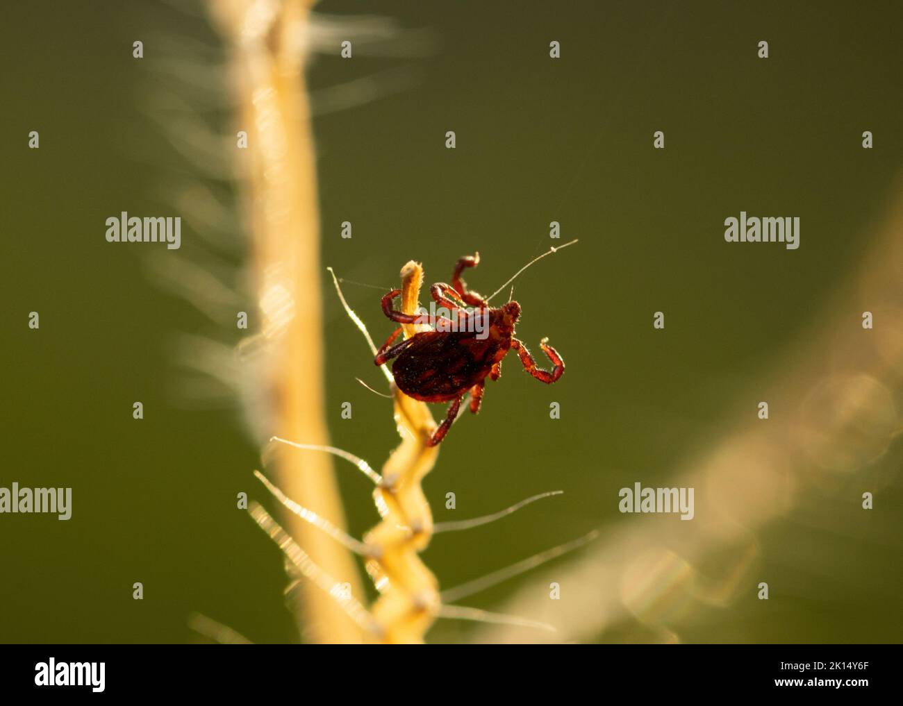 A soft-bodied Tick waits on a piece of grass for a mammal or bird to ...