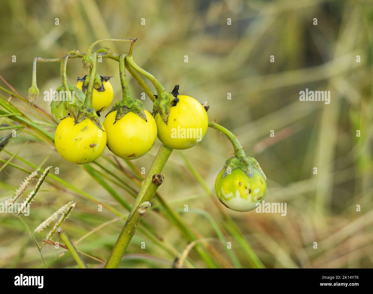 Gluco alkaloid hi-res stock photography and images - Alamy