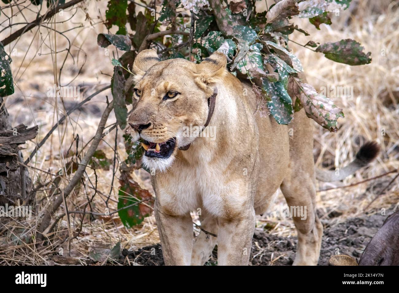 A close-up of a beautiful lioness moving around a freshly killed ...