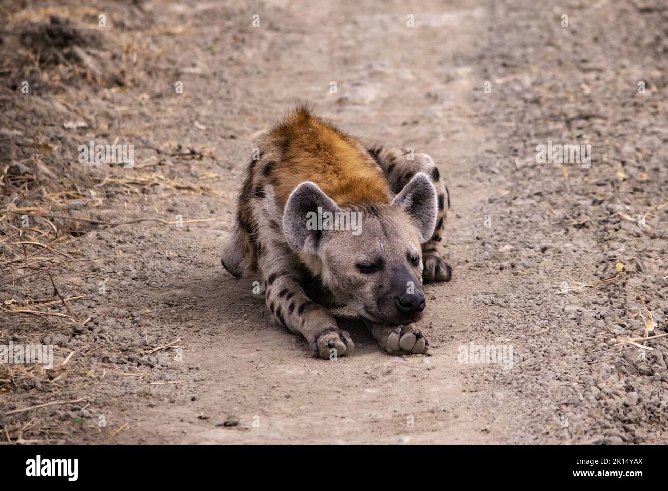 A wonderful closeup of spotted hyena in the savanna Stock Photo - Alamy