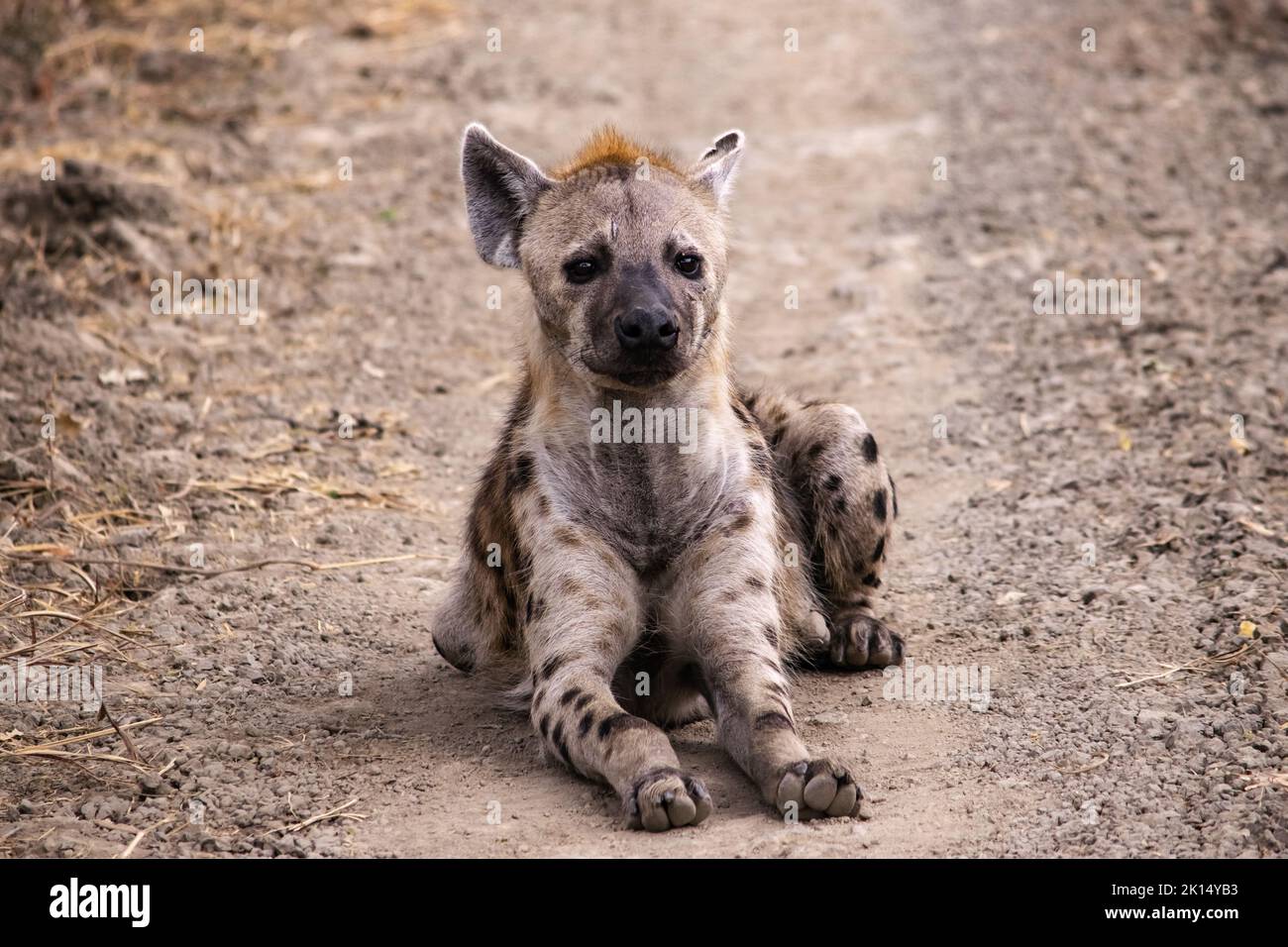 A wonderful closeup of spotted hyena in the savanna Stock Photo - Alamy