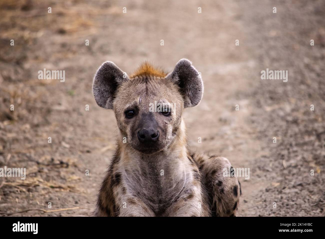 A wonderful closeup of spotted hyena in the savanna Stock Photo - Alamy