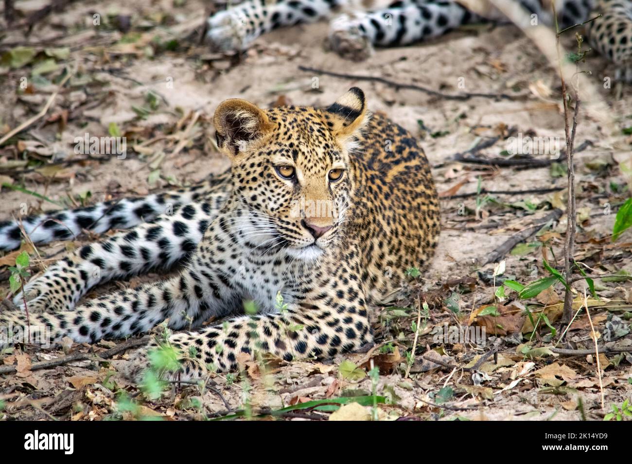 A close-up of a leopard cub resting in the bush after eating Stock ...