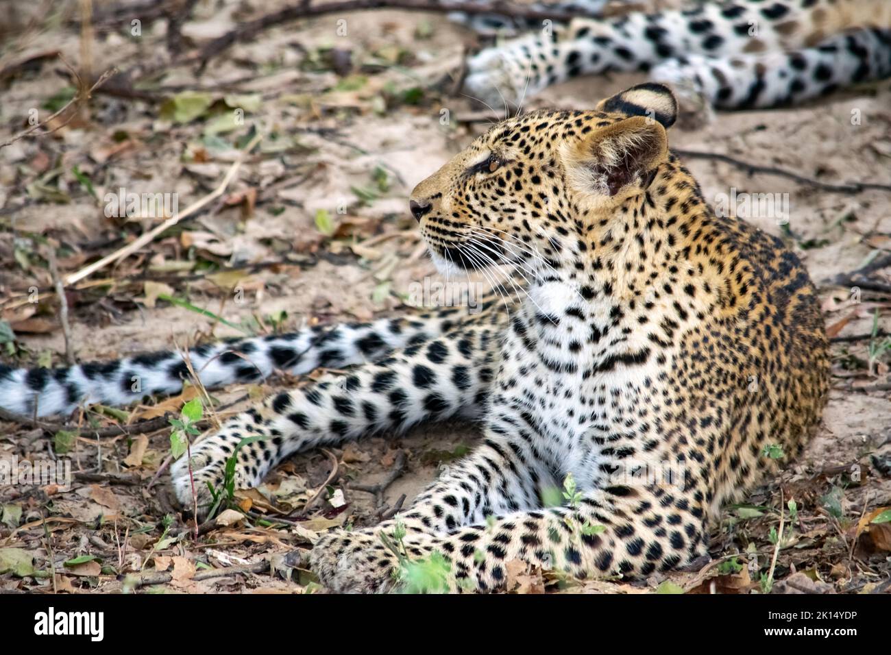Leopard standing looking animal hi-res stock photography and images - Alamy