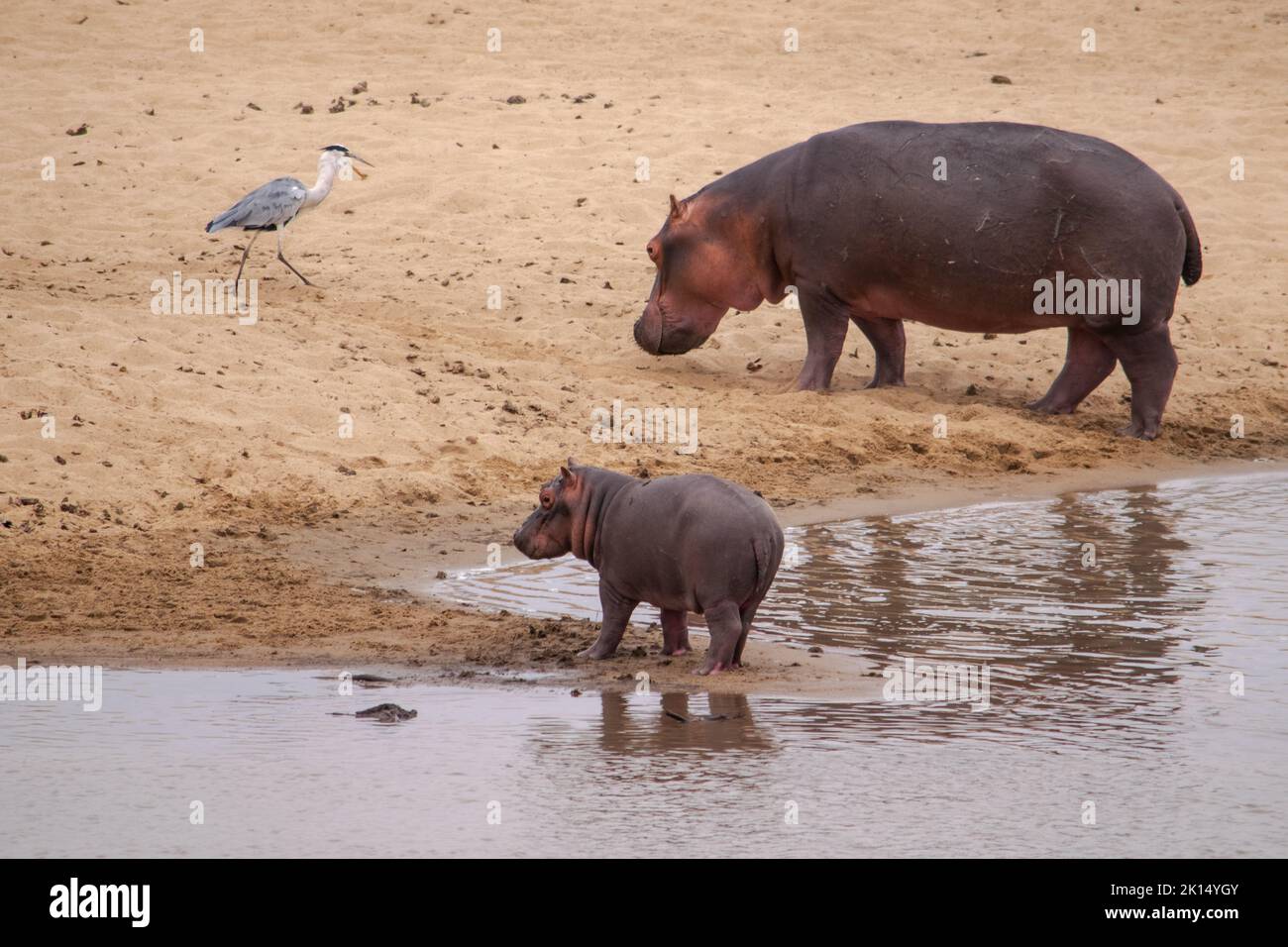An amazing view of a hippo mother and its cub on the sandy banks of an ...
