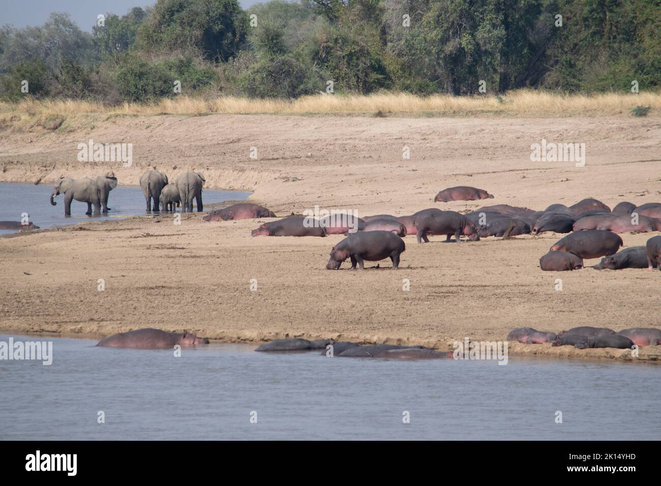 An amazing view of groups of hippos and elephants on the sandy banks of ...