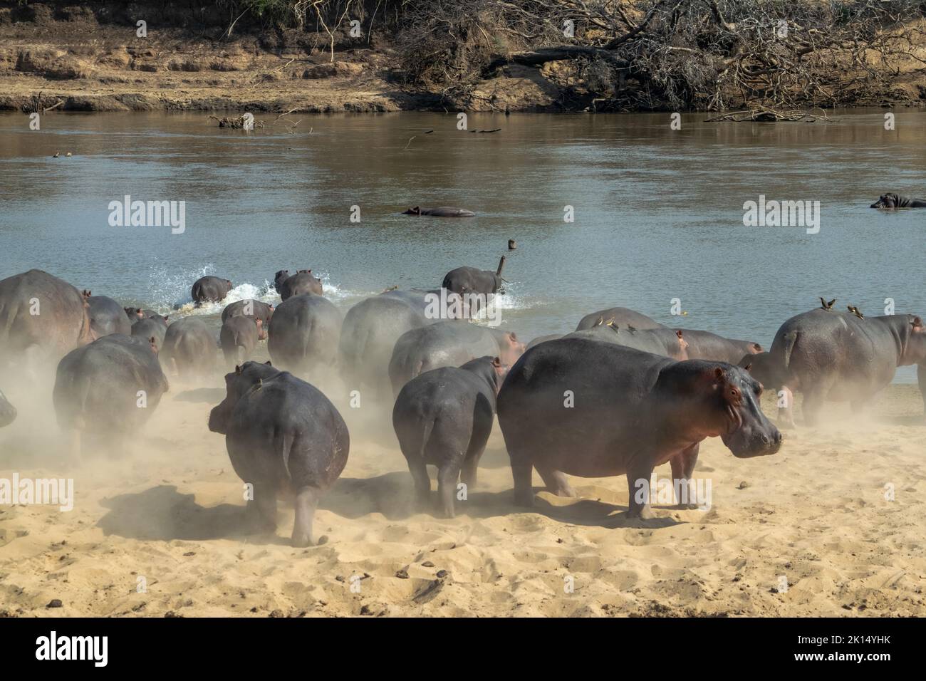 An amazing view of a huge group of hippos running into the waters of an ...