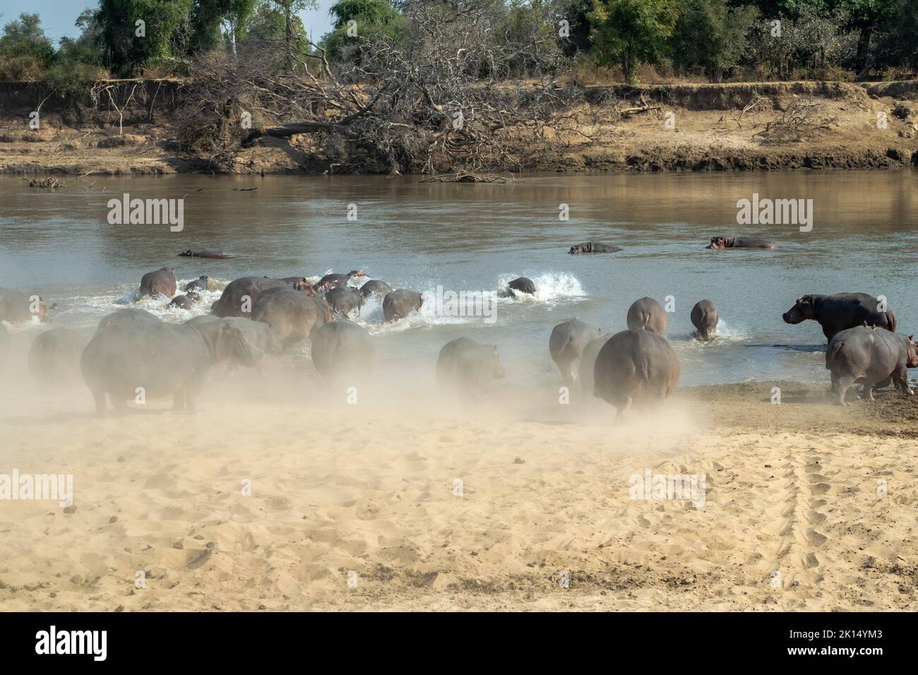 An amazing view of a huge group of hippos running into the waters of an ...