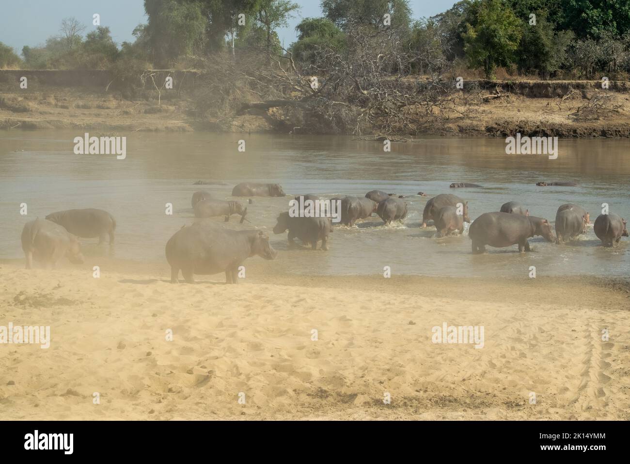 An amazing view of a huge group of hippos running into the waters of an ...